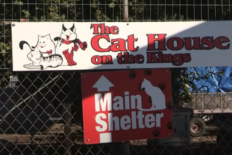 Lynea Lattanzio: The woman who shares her home with 1,100 cats